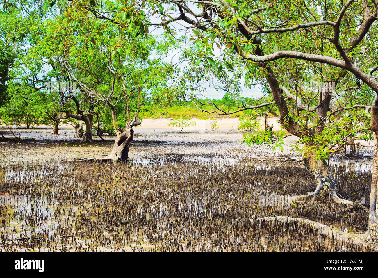 Mangrove swamp low tide in hi-res stock photography and images - Alamy