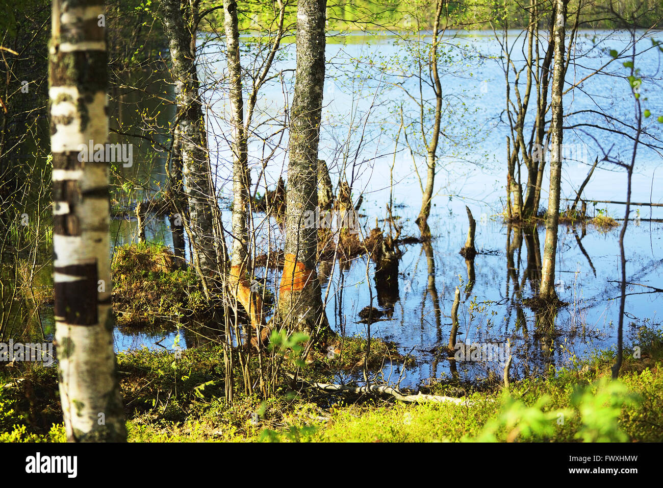 trees in water after flood in spring forest Stock Photo - Alamy