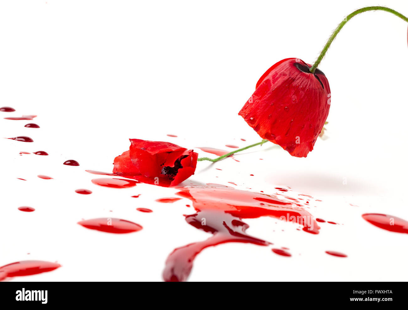 poppies and blood on white background Stock Photo - Alamy