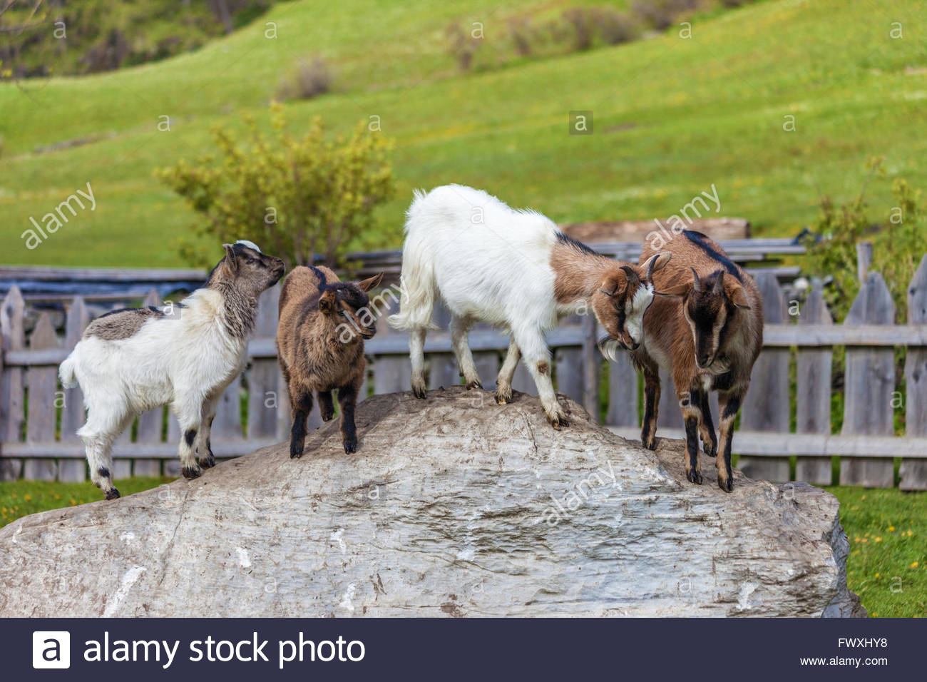 Goat Family High Resolution Stock Photography and Images - Alamy