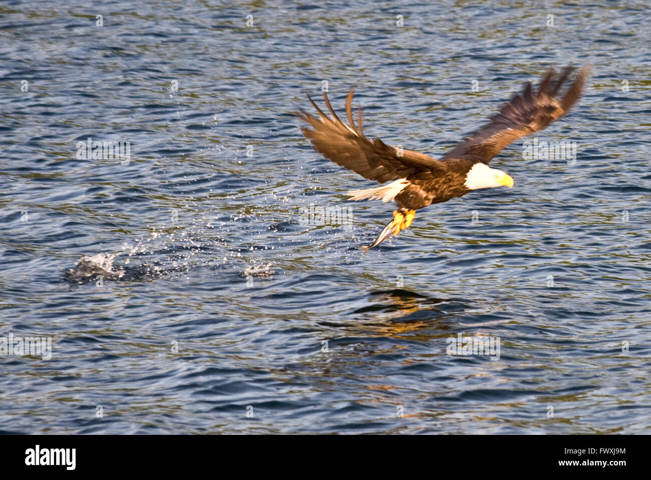 Bald eagle swooping hi-res stock photography and images - Alamy