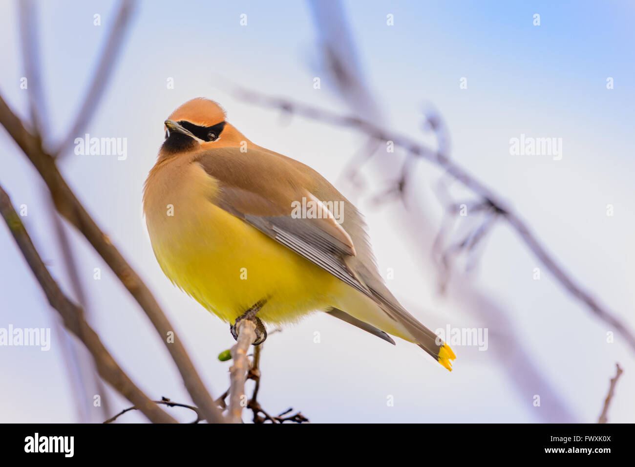 Ruffled bird hi-res stock photography and images - Alamy
