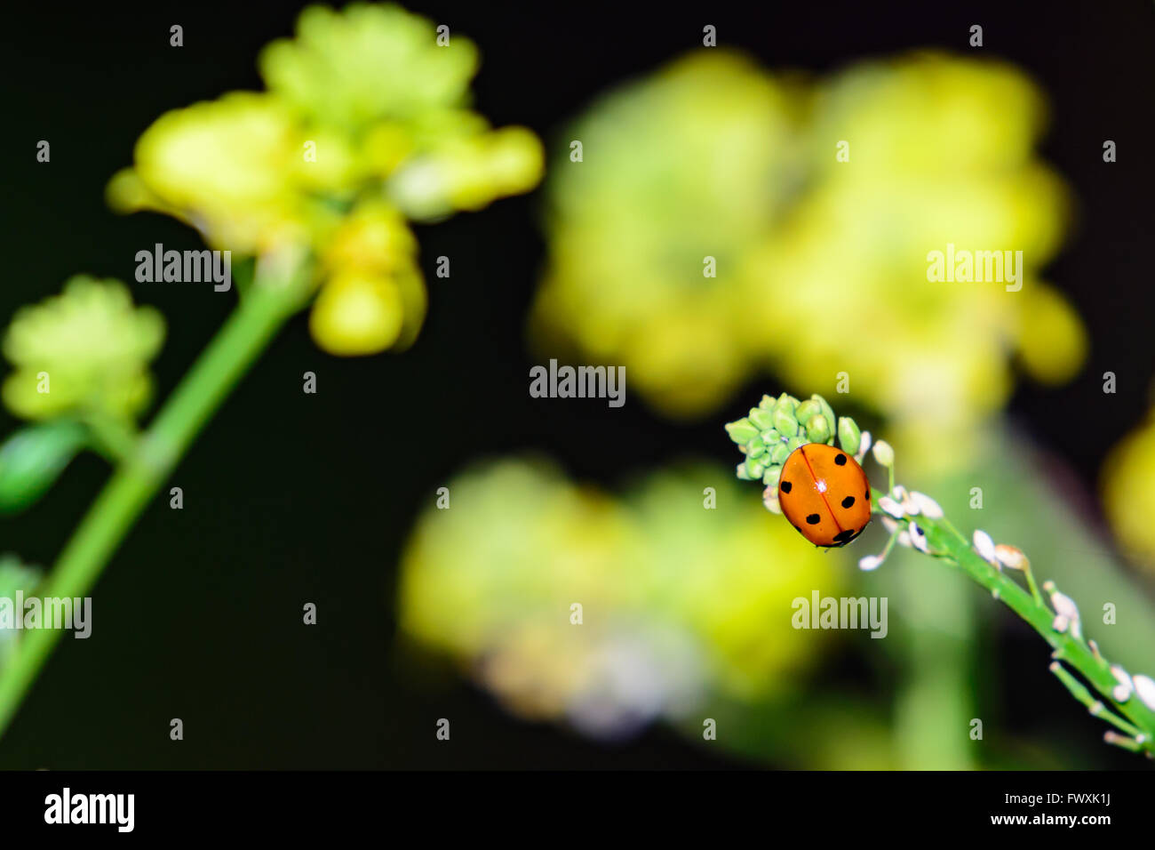 Ladybug Lady Bug on Flower Stem with Yellow Flowers in Background ...