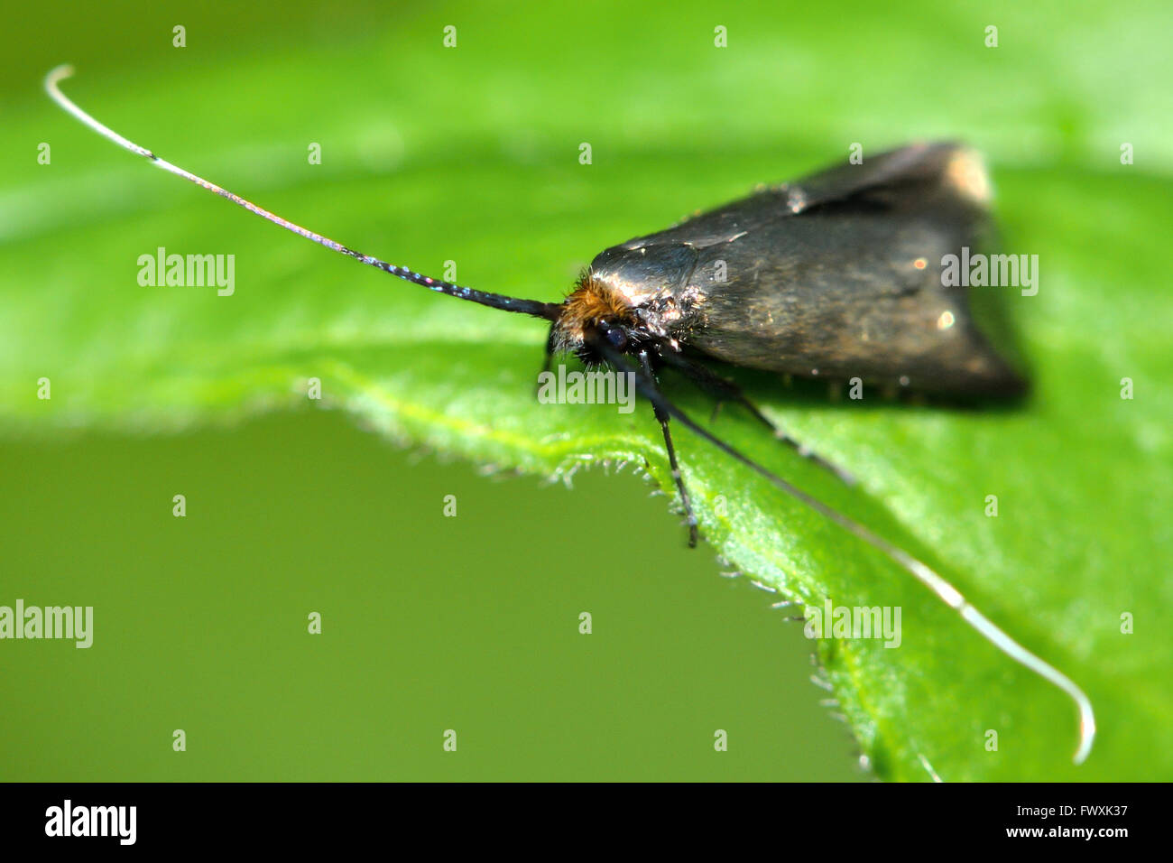Cauchas rufimitrella longhorn micro moth in the family Adelidae, known ...