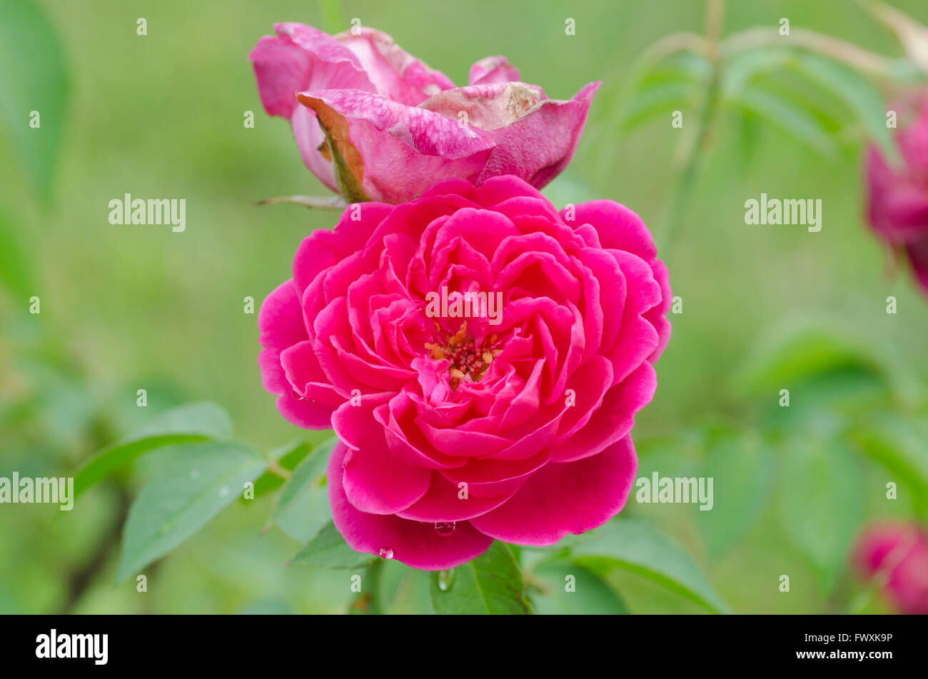 Damask rose hi-res stock photography and images - Alamy