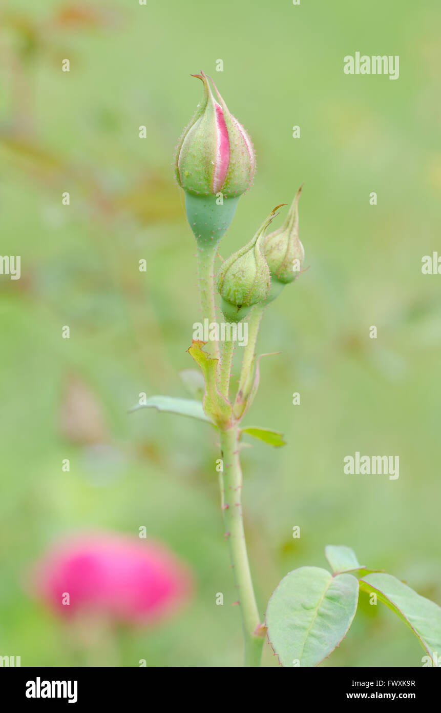 damask rose bud Stock Photo - Alamy