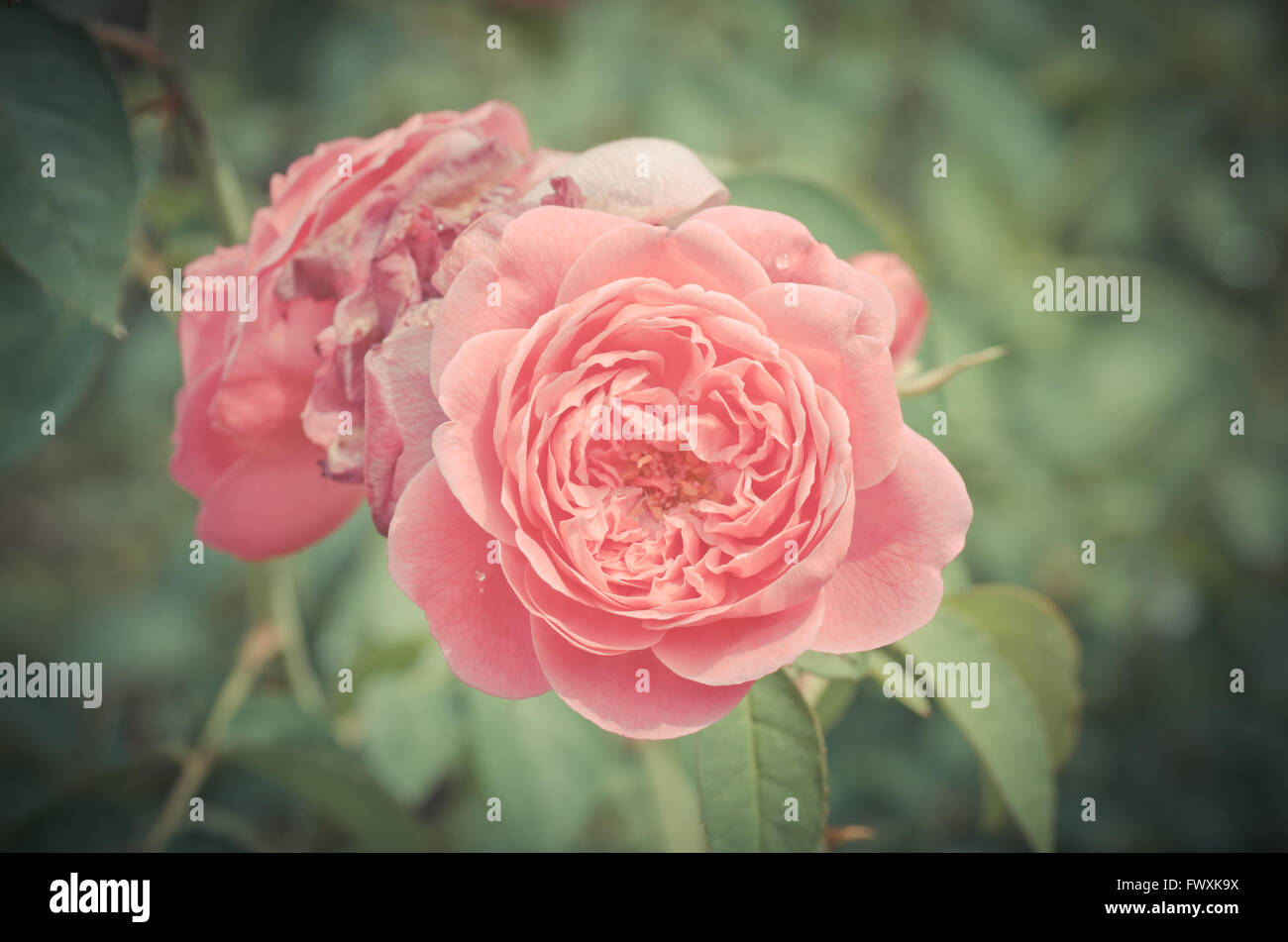 Damask rose, vintage flower Stock Photo - Alamy