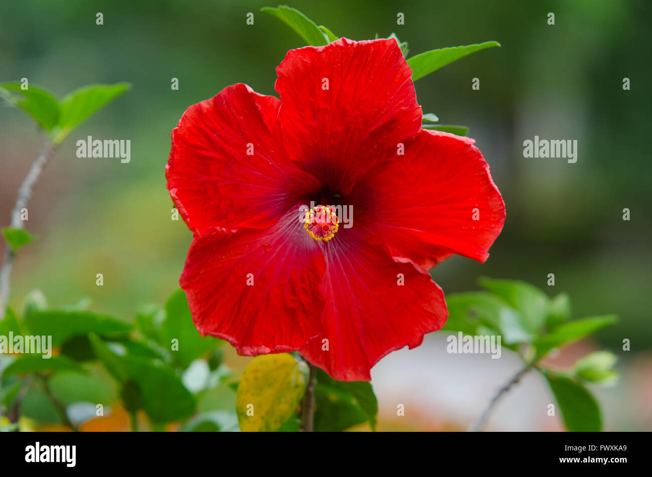 Flower of chinese hibiscus hi-res stock photography and images - Alamy