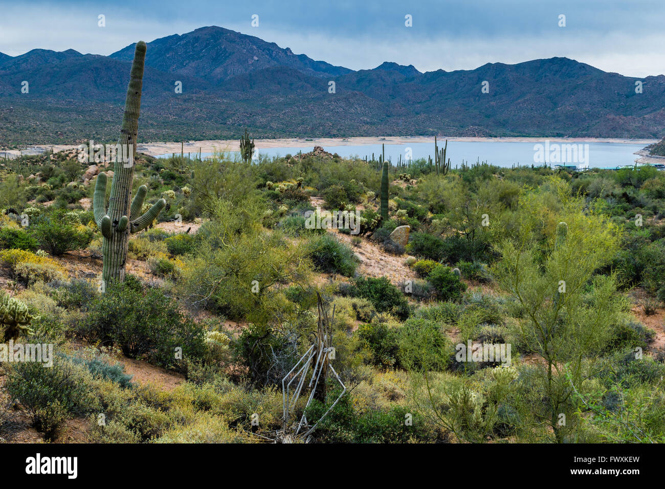 Hidden Treasures in the Arizona Desert Stock Photo - Alamy