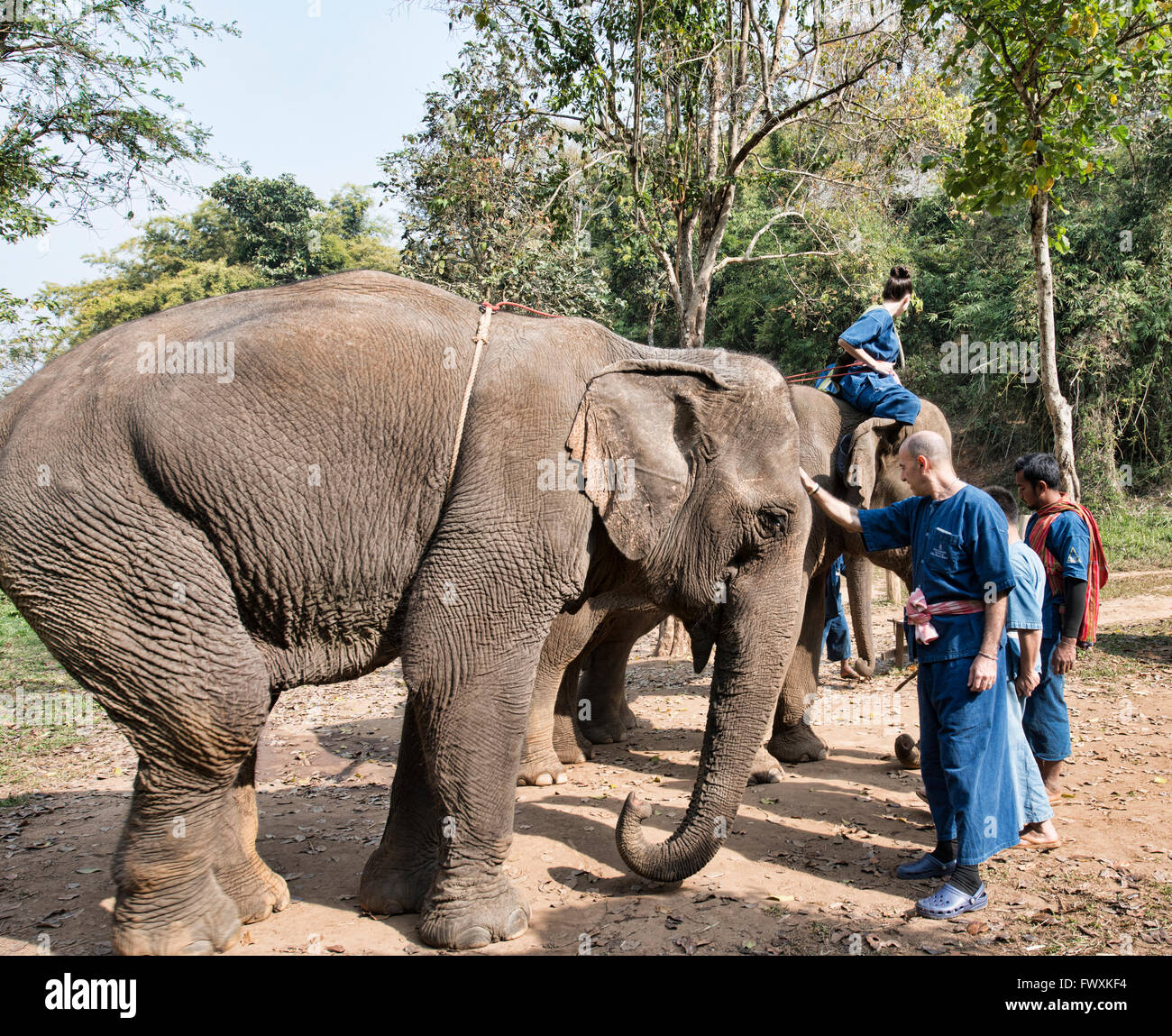 Mahouts training tourists for elephant trekking in northern Thailand ...