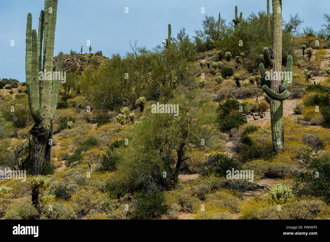 Hidden Treasures in the Arizona Desert Stock Photo - Alamy
