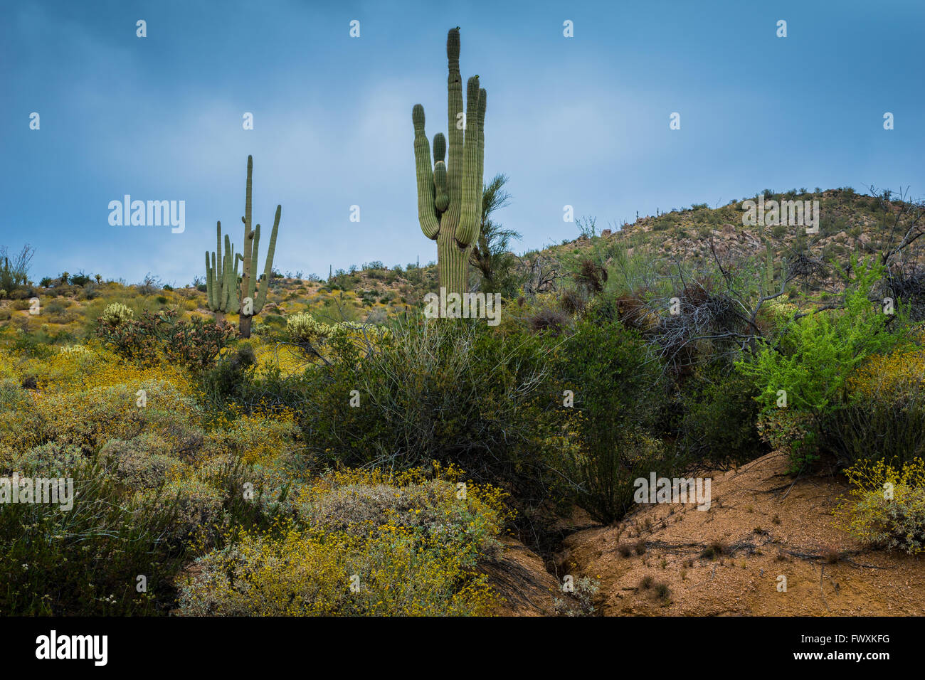 Hidden Treasures in the Arizona Desert Stock Photo - Alamy