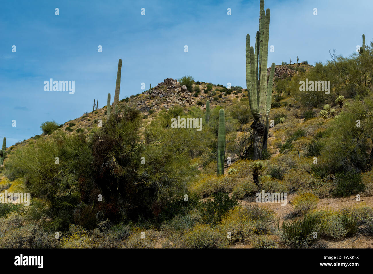 Hidden Treasures in the Arizona Desert Stock Photo - Alamy