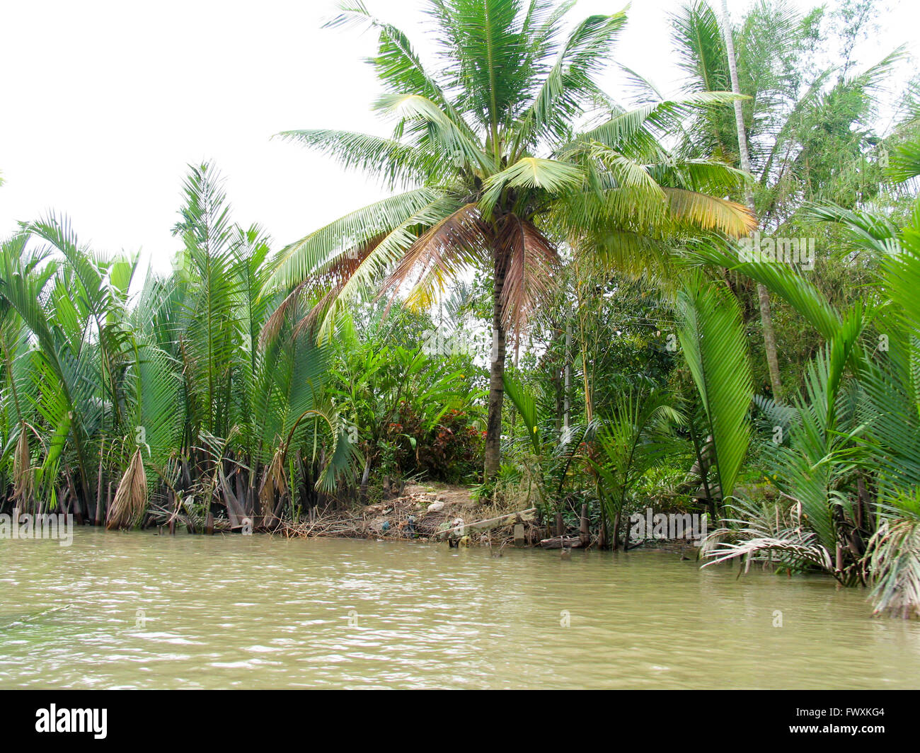 Vietnam delta jungle hi-res stock photography and images - Alamy