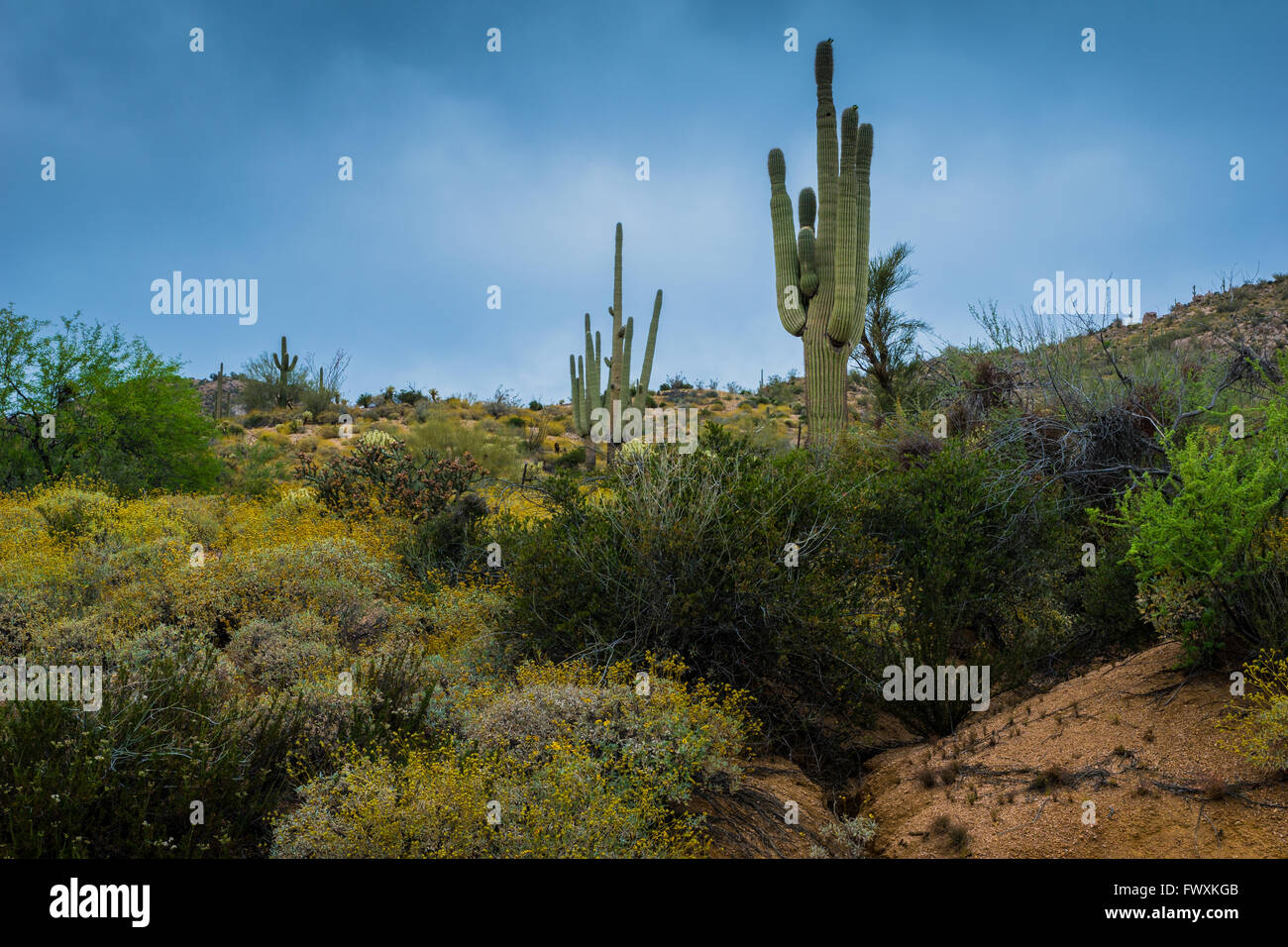 Hidden Treasures in the Arizona Desert Stock Photo - Alamy
