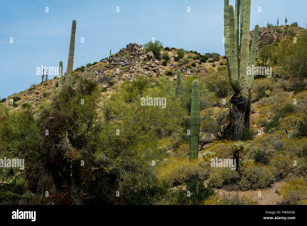 Hidden Treasures in the Arizona Desert Stock Photo - Alamy