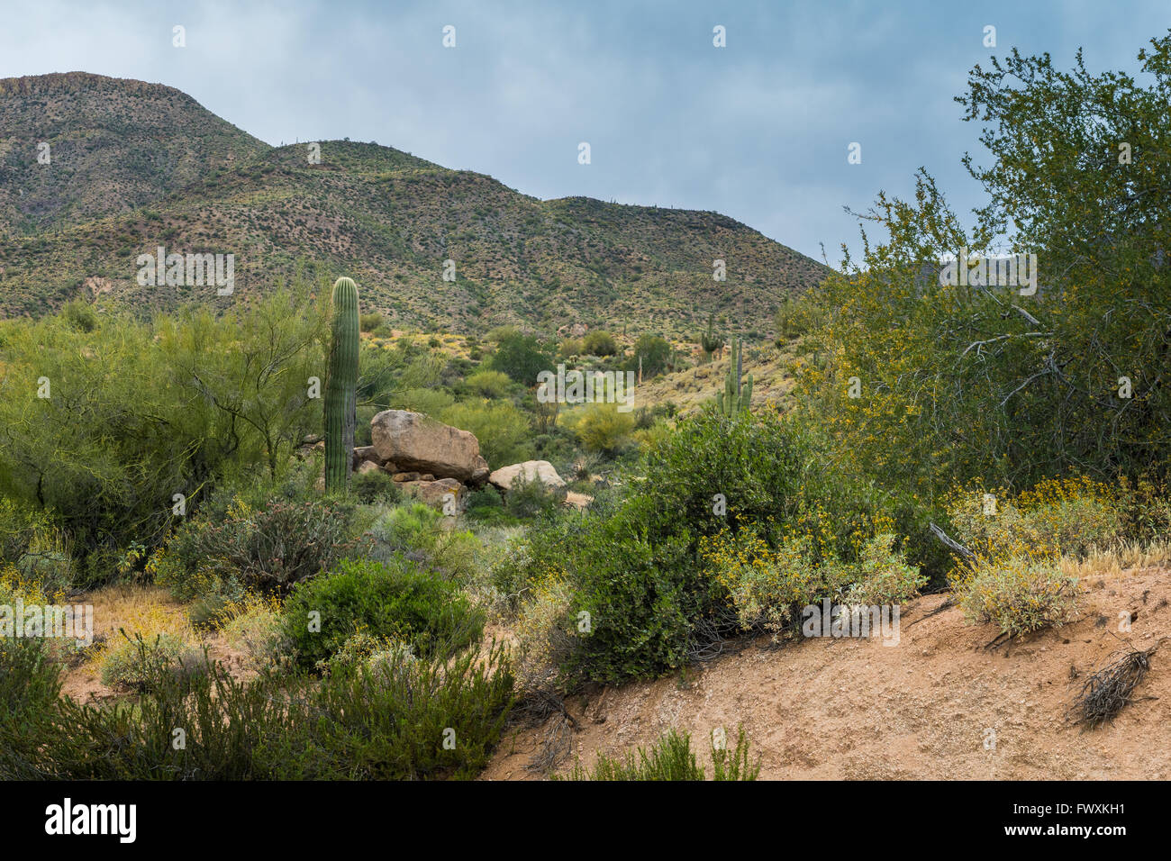 Hidden Treasures in the Arizona Desert Stock Photo - Alamy