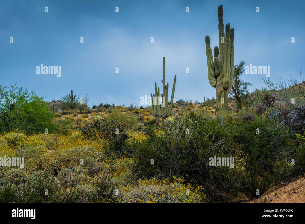 Hidden Treasures in the Arizona Desert Stock Photo - Alamy
