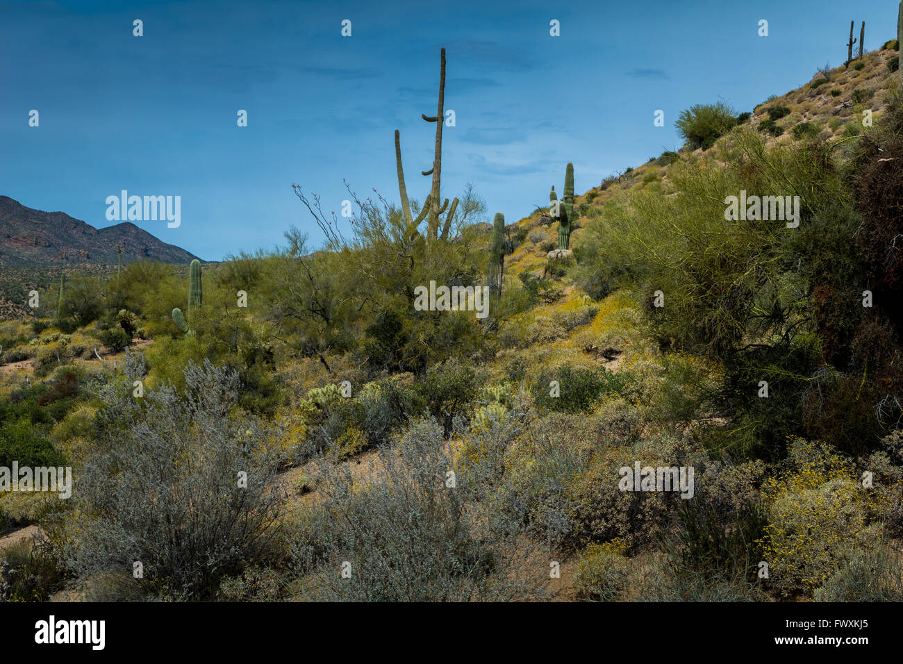 Hidden Treasures in the Arizona Desert Stock Photo - Alamy