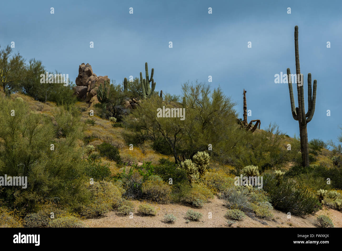 Hidden Treasures in the Arizona Desert Stock Photo - Alamy