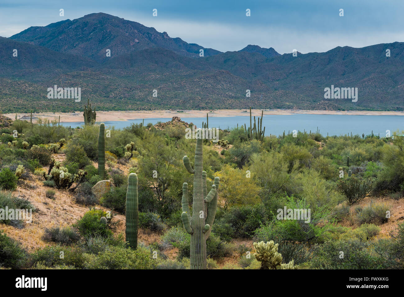 Hidden Treasures in the Arizona Desert Stock Photo - Alamy