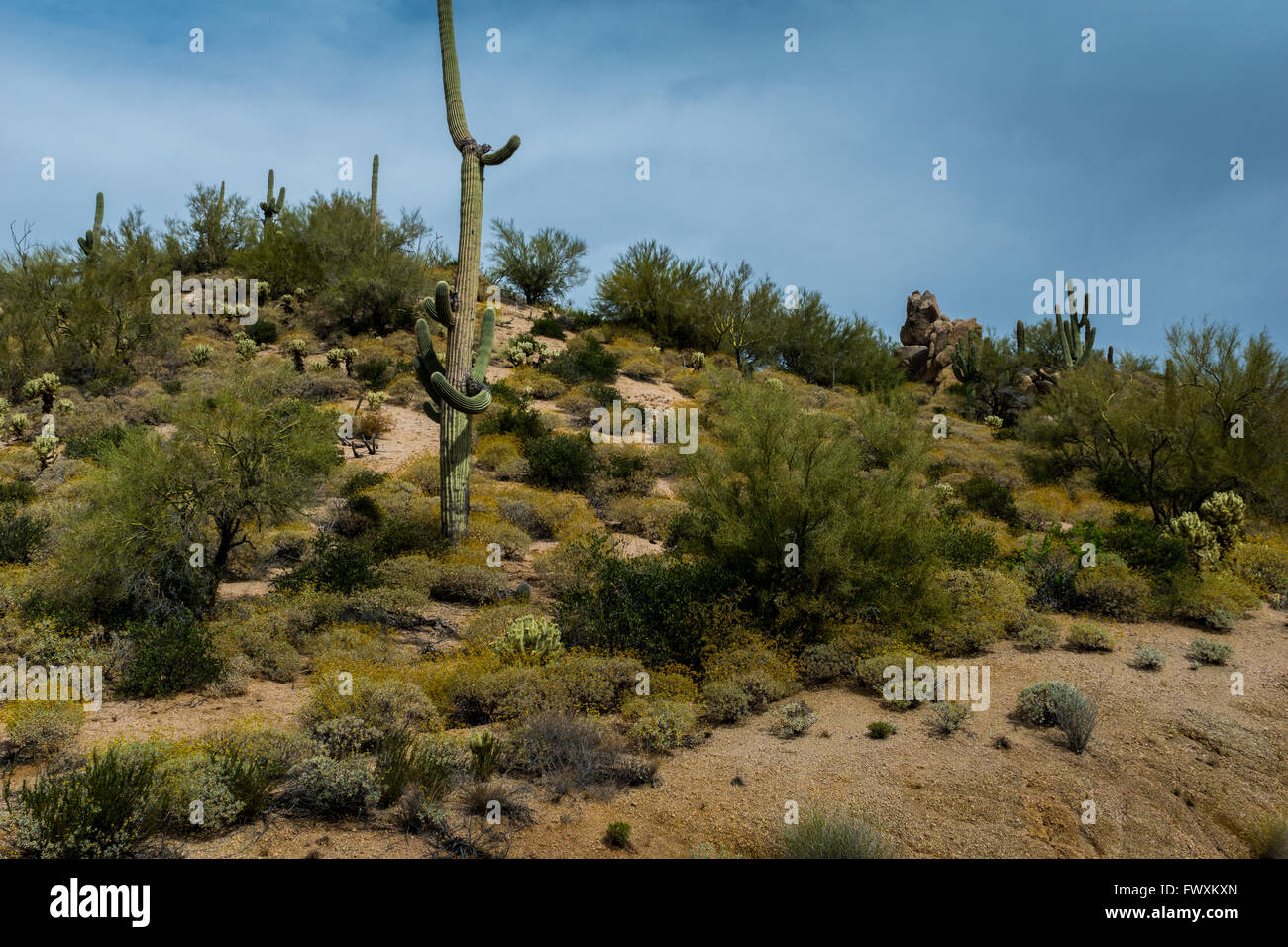 Hidden Treasures in the Arizona Desert Stock Photo - Alamy