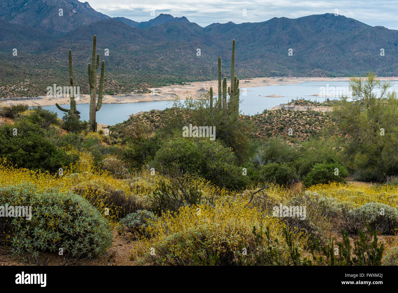 Hidden Treasures in the Arizona Desert Stock Photo - Alamy