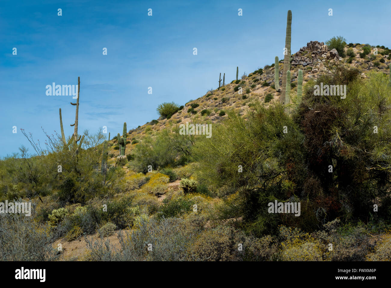 Hidden Treasures in the Arizona Desert Stock Photo - Alamy