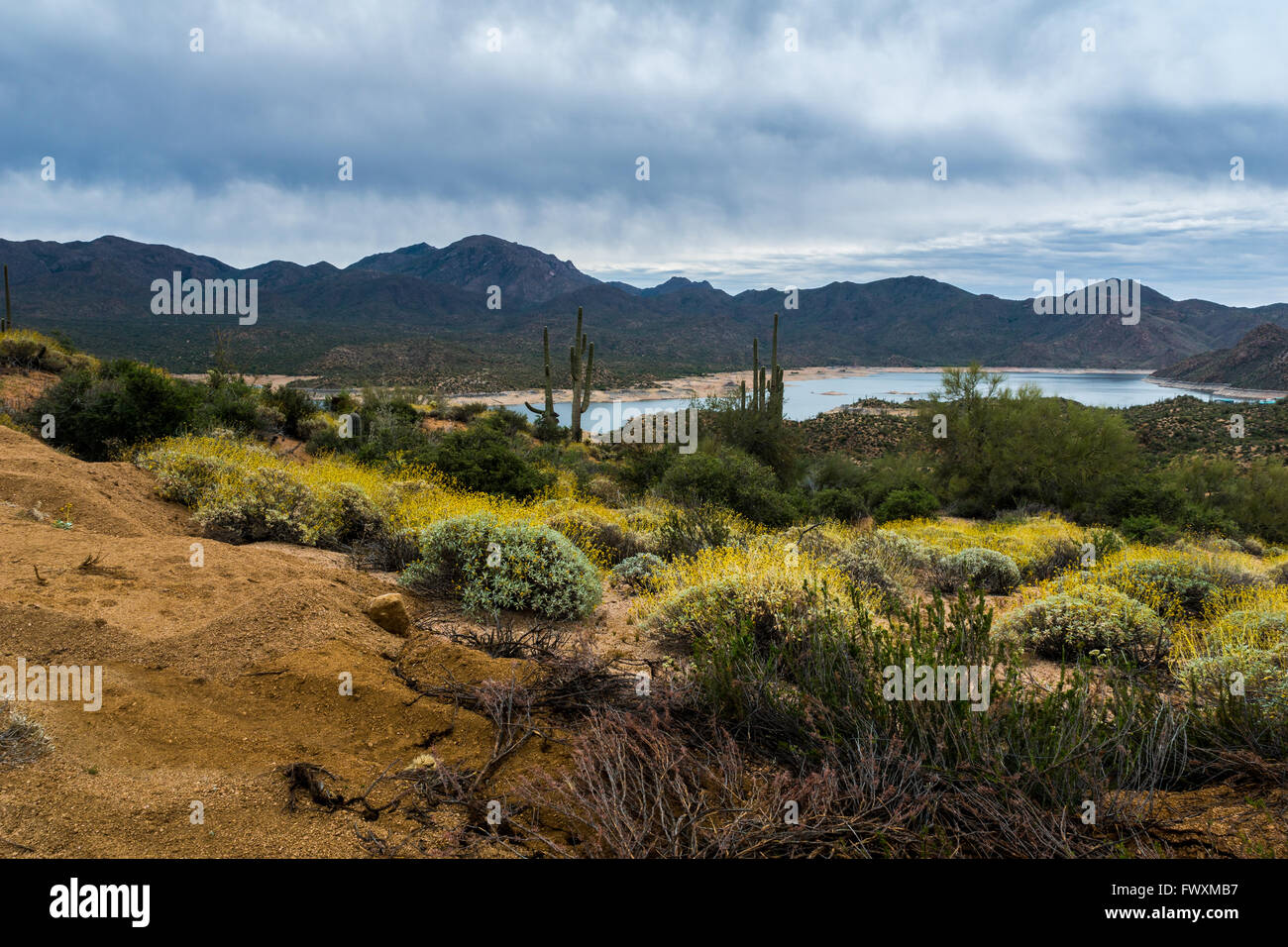 Hidden Treasures in the Arizona Desert Stock Photo - Alamy