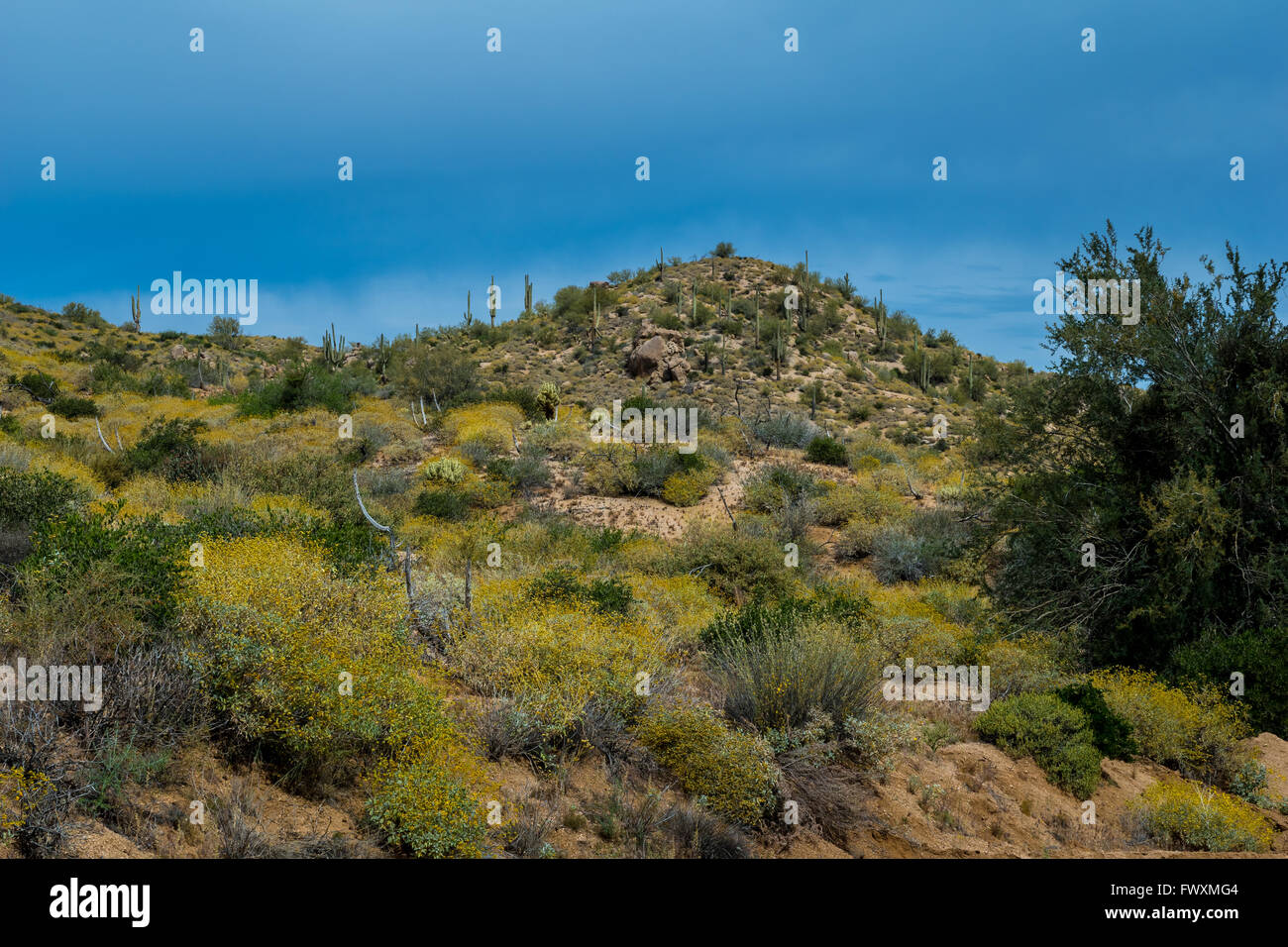 Hidden Treasures in the Arizona Desert Stock Photo - Alamy