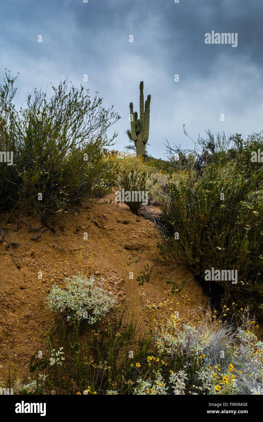 Hidden Treasures in the Arizona Desert Stock Photo - Alamy