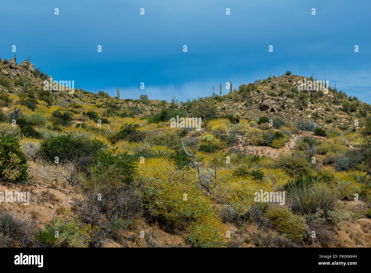 Hidden Treasures in the Arizona Desert Stock Photo - Alamy