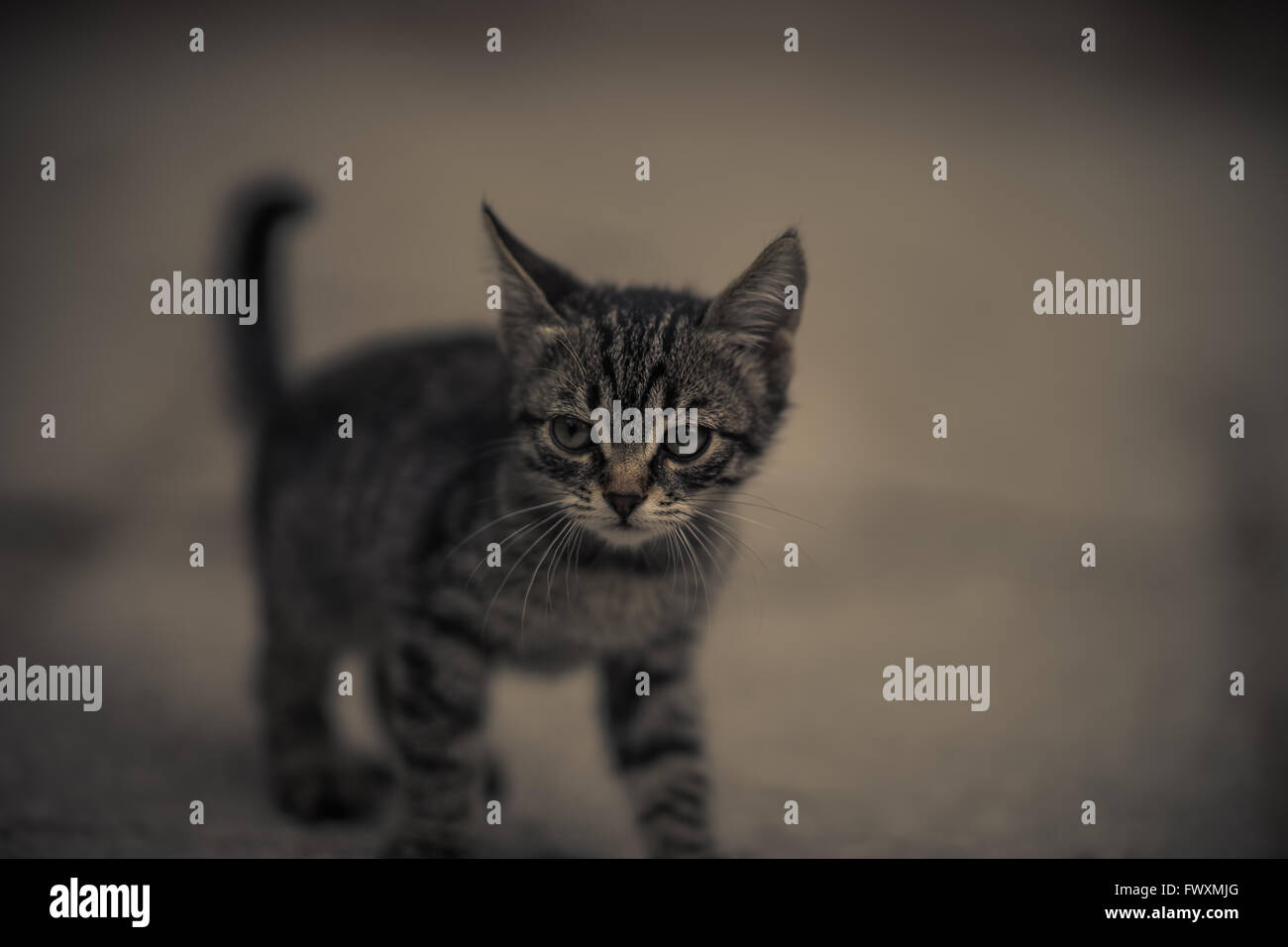 Portrait of a gray kitten running Stock Photo - Alamy