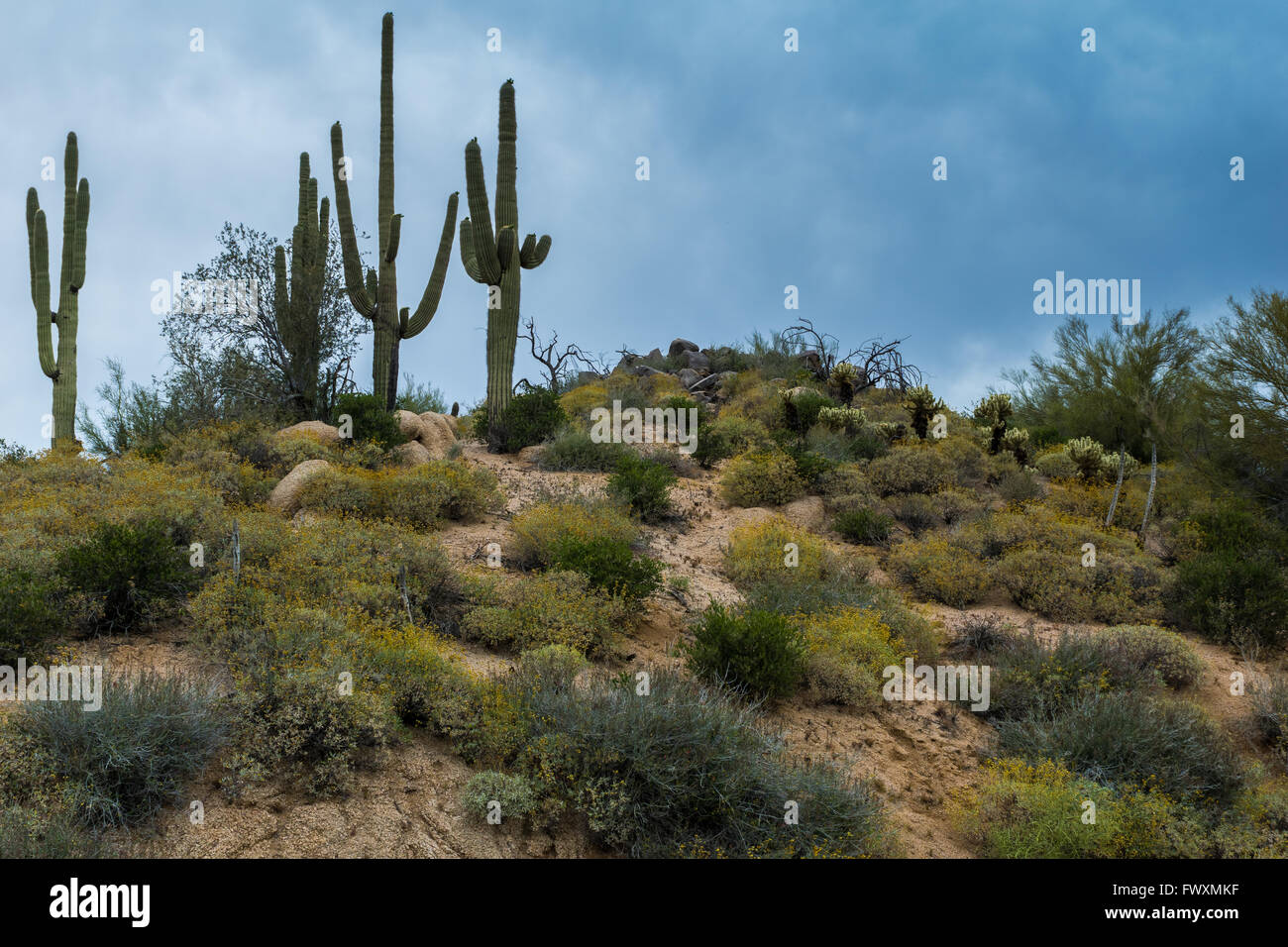 Hidden Treasures in the Arizona Desert Stock Photo - Alamy