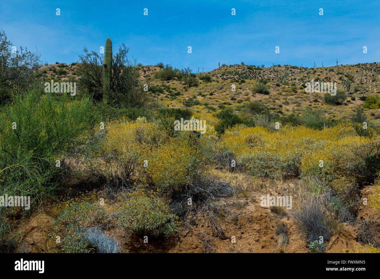 Hidden Treasures in the Arizona Desert Stock Photo - Alamy