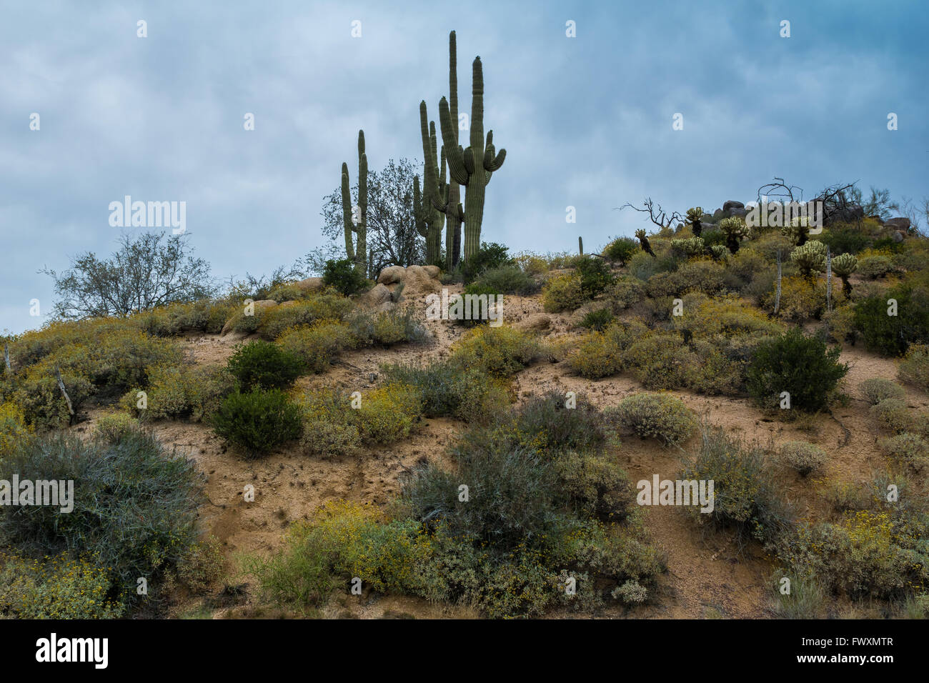Hidden Treasures in the Arizona Desert Stock Photo - Alamy