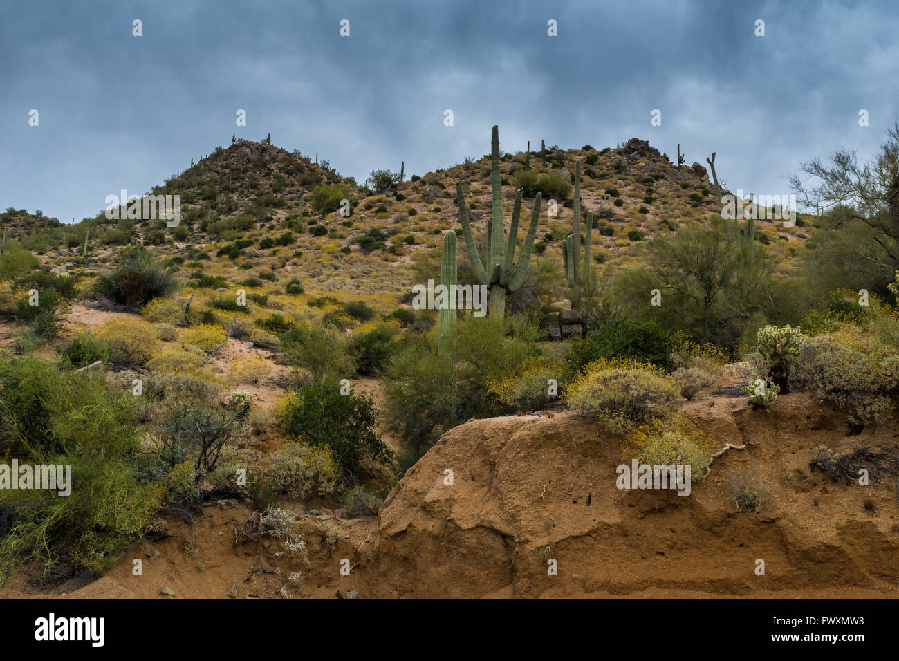 Hidden Treasures in the Arizona Desert Stock Photo - Alamy