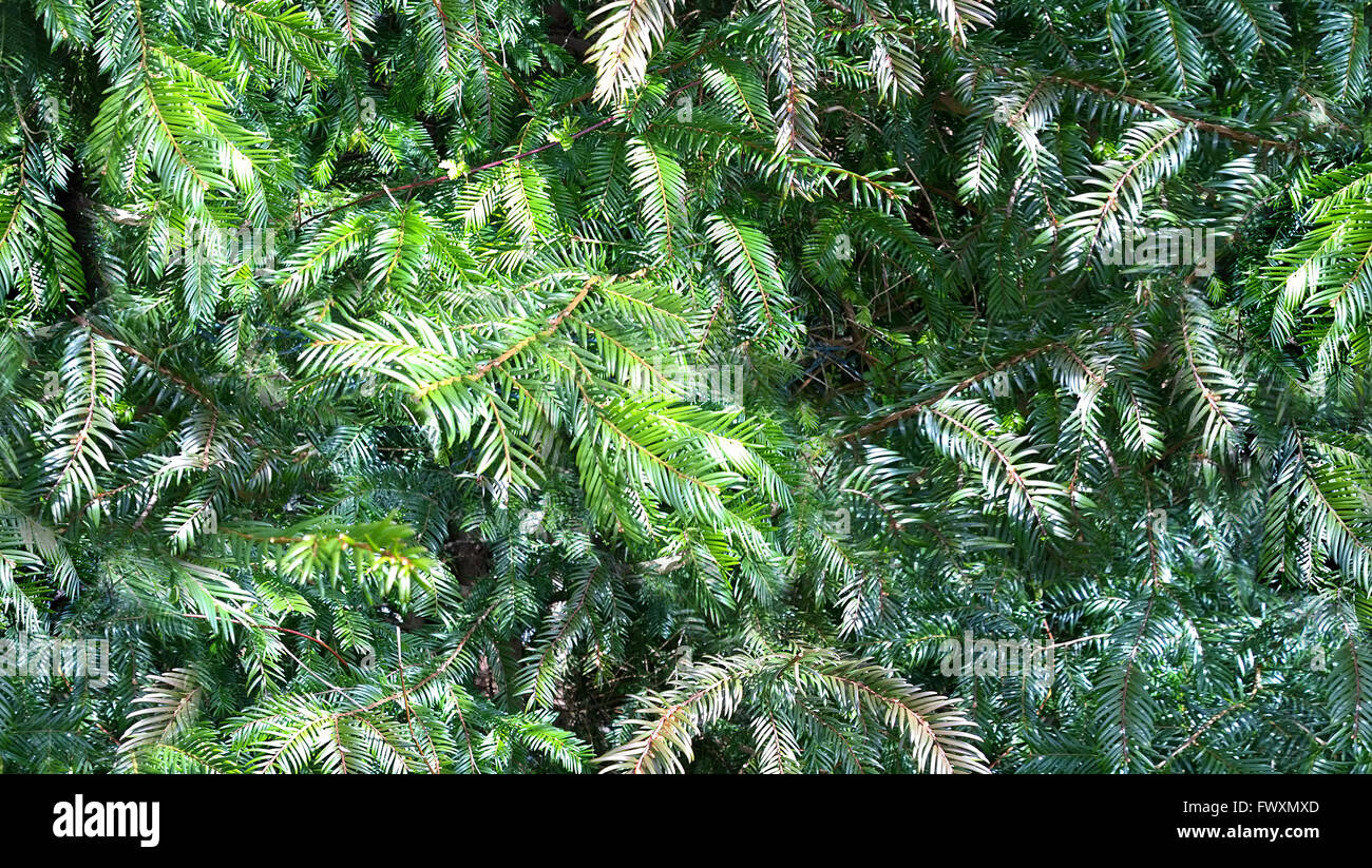 Tree background hd hi-res stock photography and images - Alamy