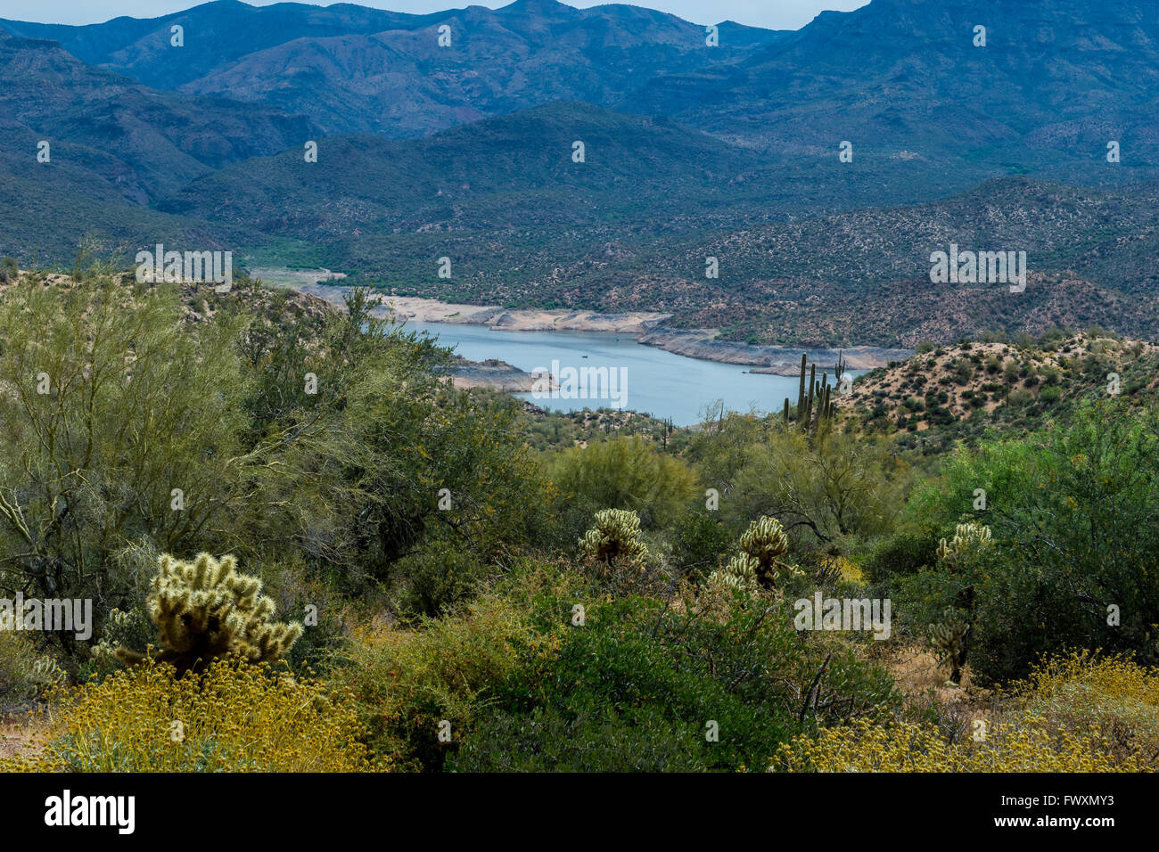 Hidden Treasures in the Arizona Desert Stock Photo - Alamy