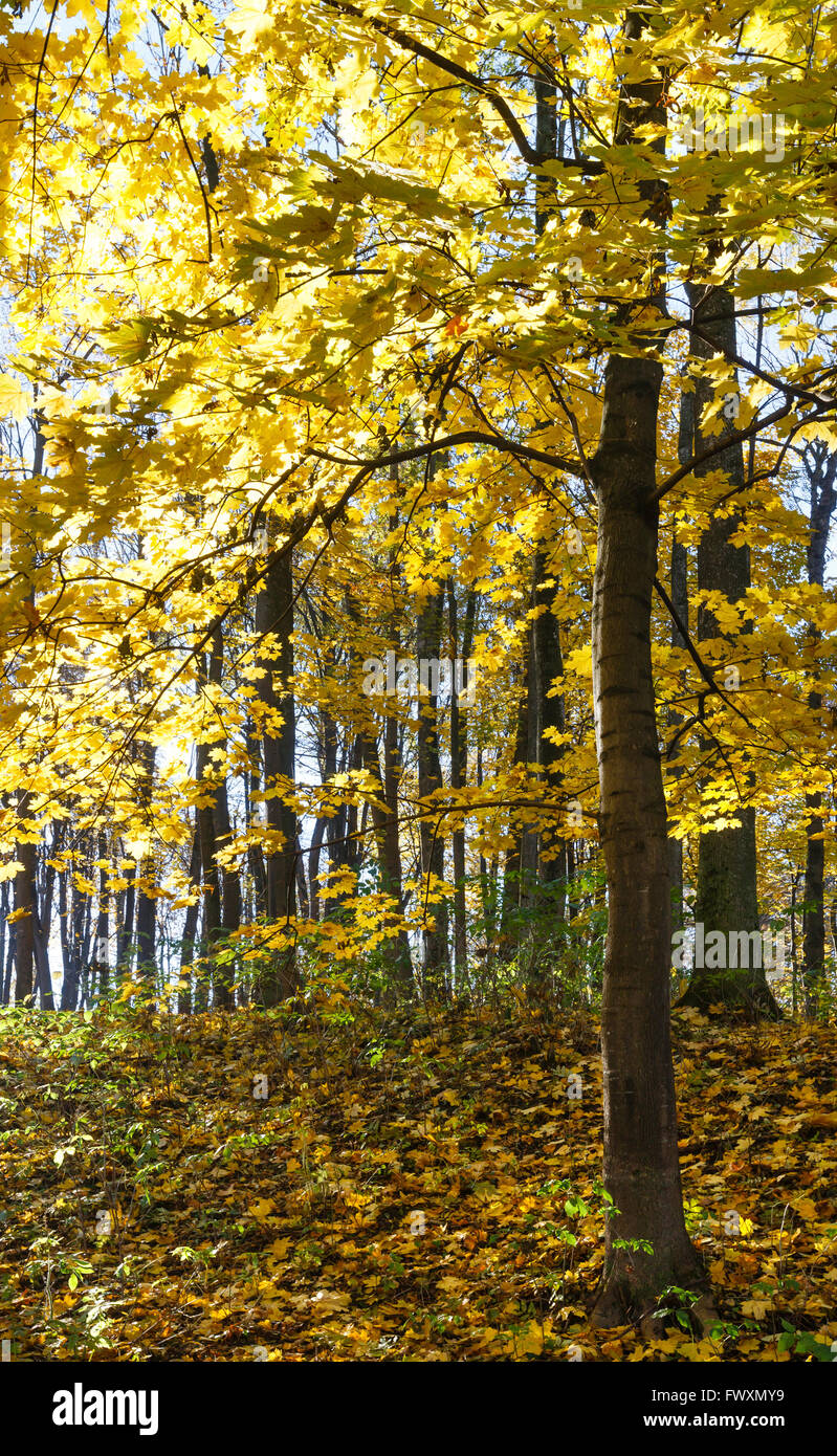 Golden maple tree leaves illuminated by sun in autumn forest Stock ...