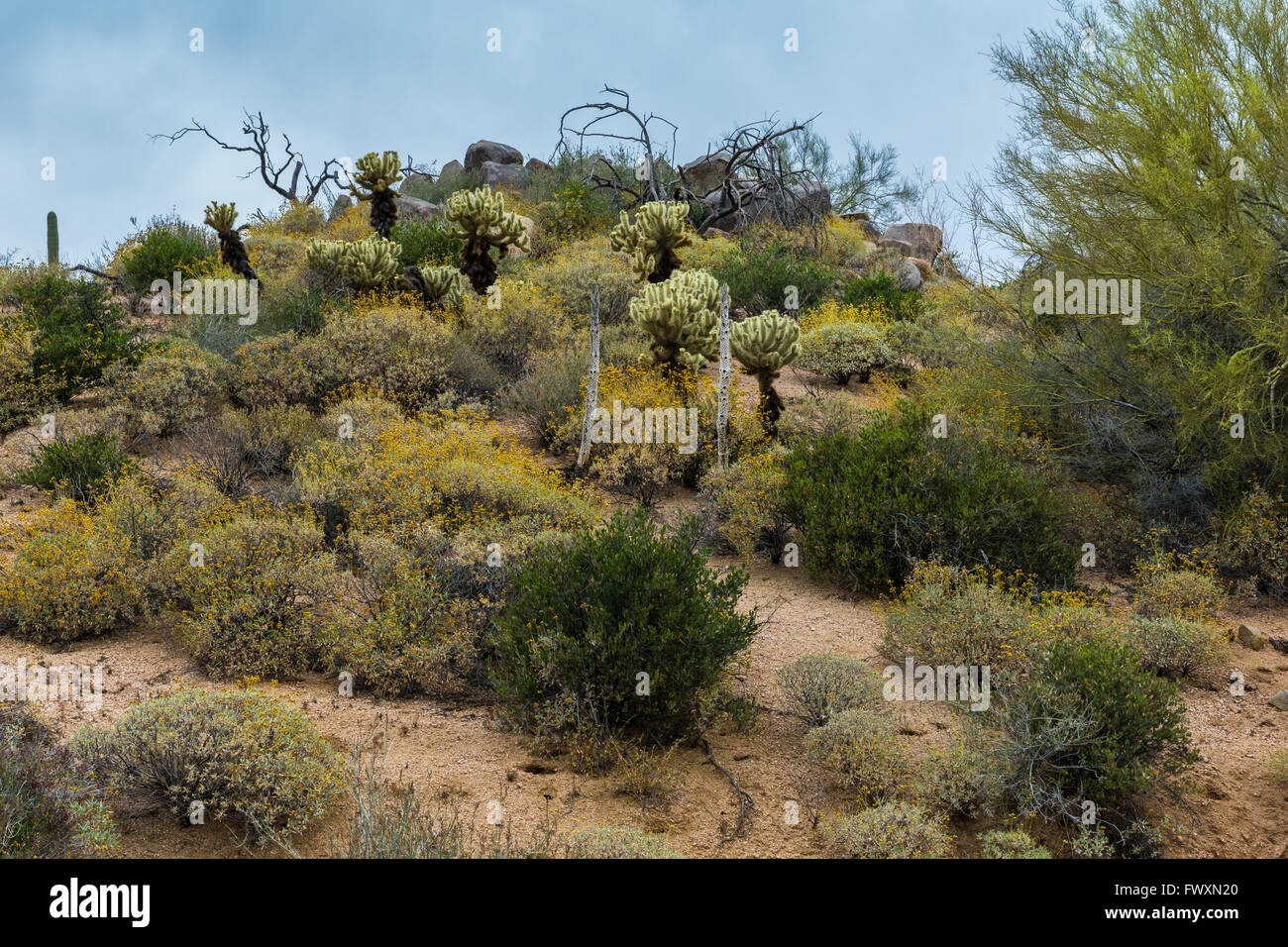 Hidden Treasures in the Arizona Desert Stock Photo - Alamy