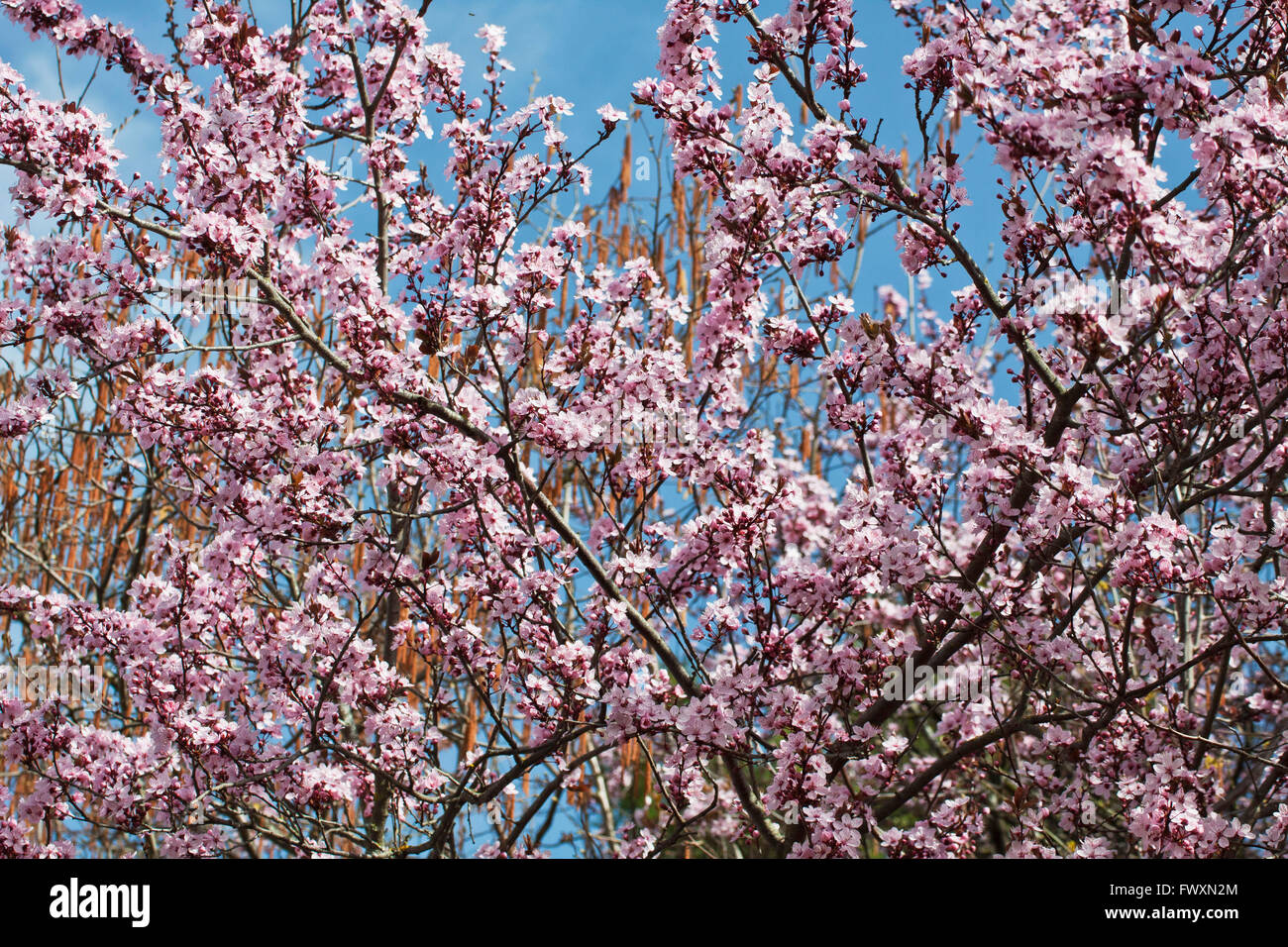 Springtime, cherry trees in full blossom, nature background Stock Photo ...