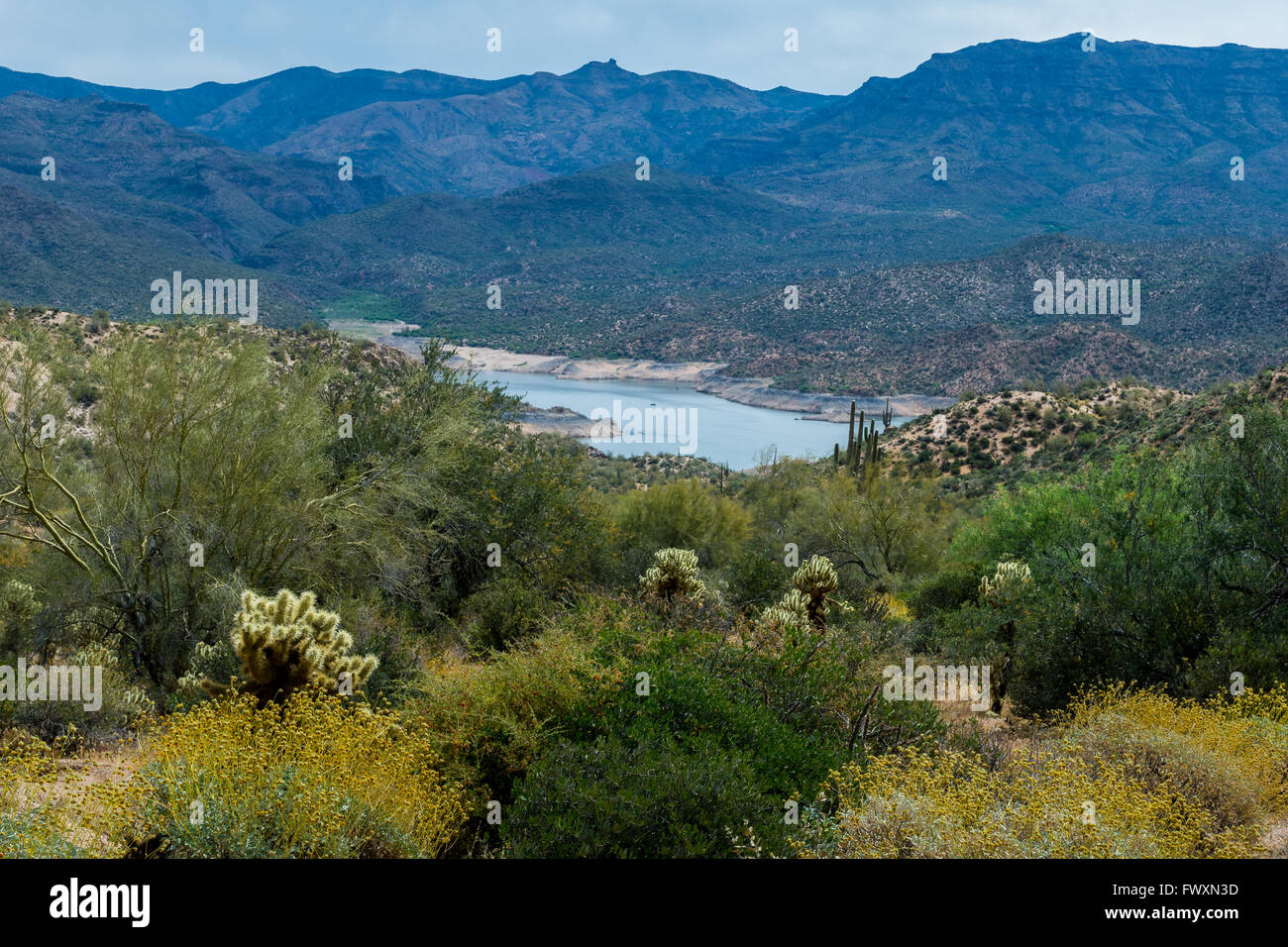 Hidden Treasures in the Arizona Desert Stock Photo - Alamy