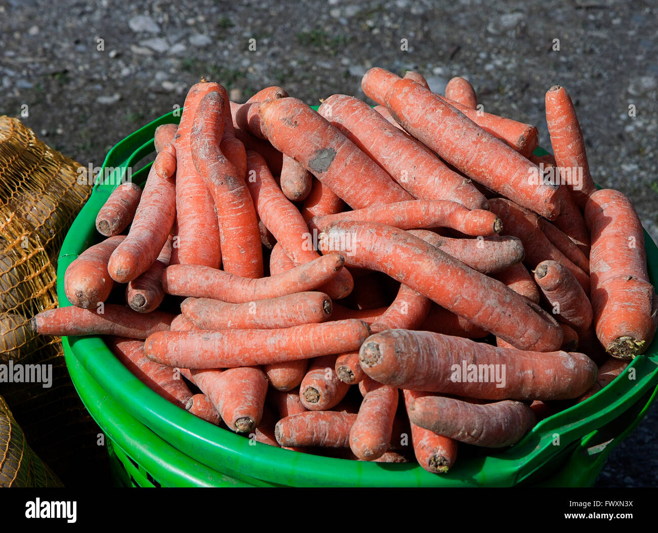 Agriculture and farming, carrot harvest Stock Photo - Alamy