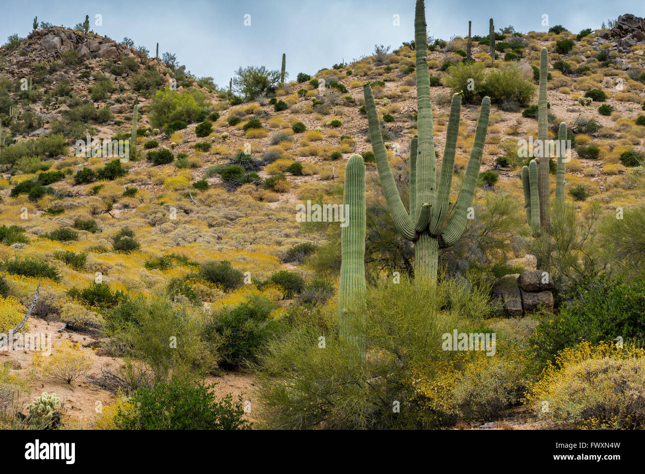 Hidden Treasures in the Arizona Desert Stock Photo - Alamy