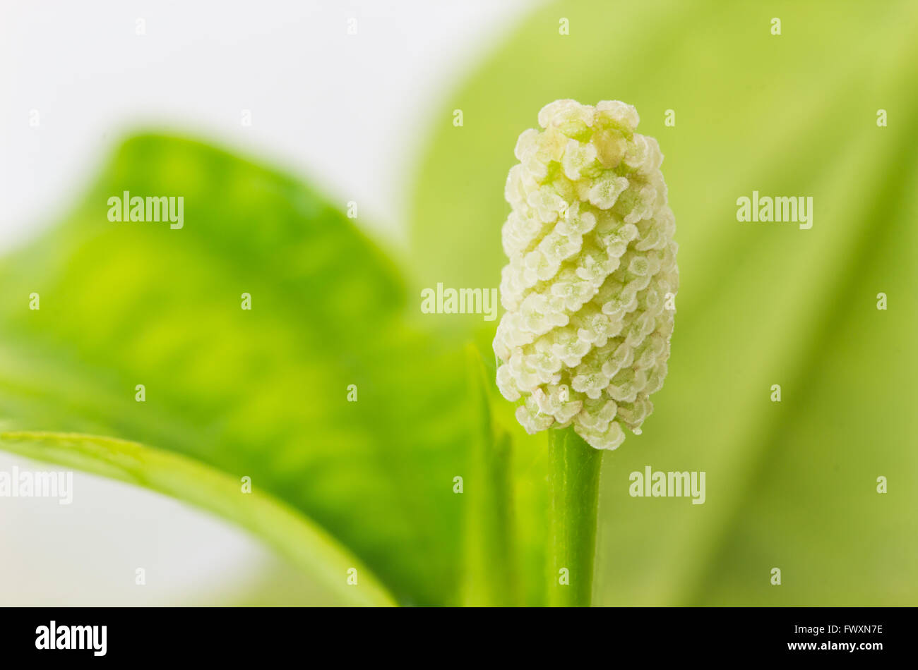 Closeup 'Piper Sarmentosum' flower on white background Stock Photo - Alamy