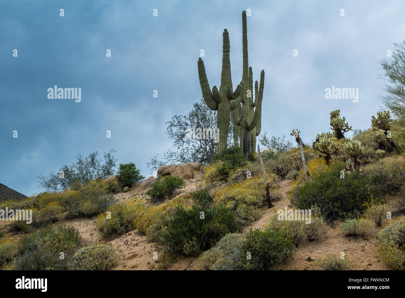 Hidden Treasures in the Arizona Desert Stock Photo - Alamy