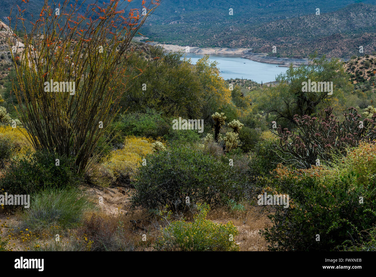 Hidden Treasures in the Arizona Desert Stock Photo - Alamy