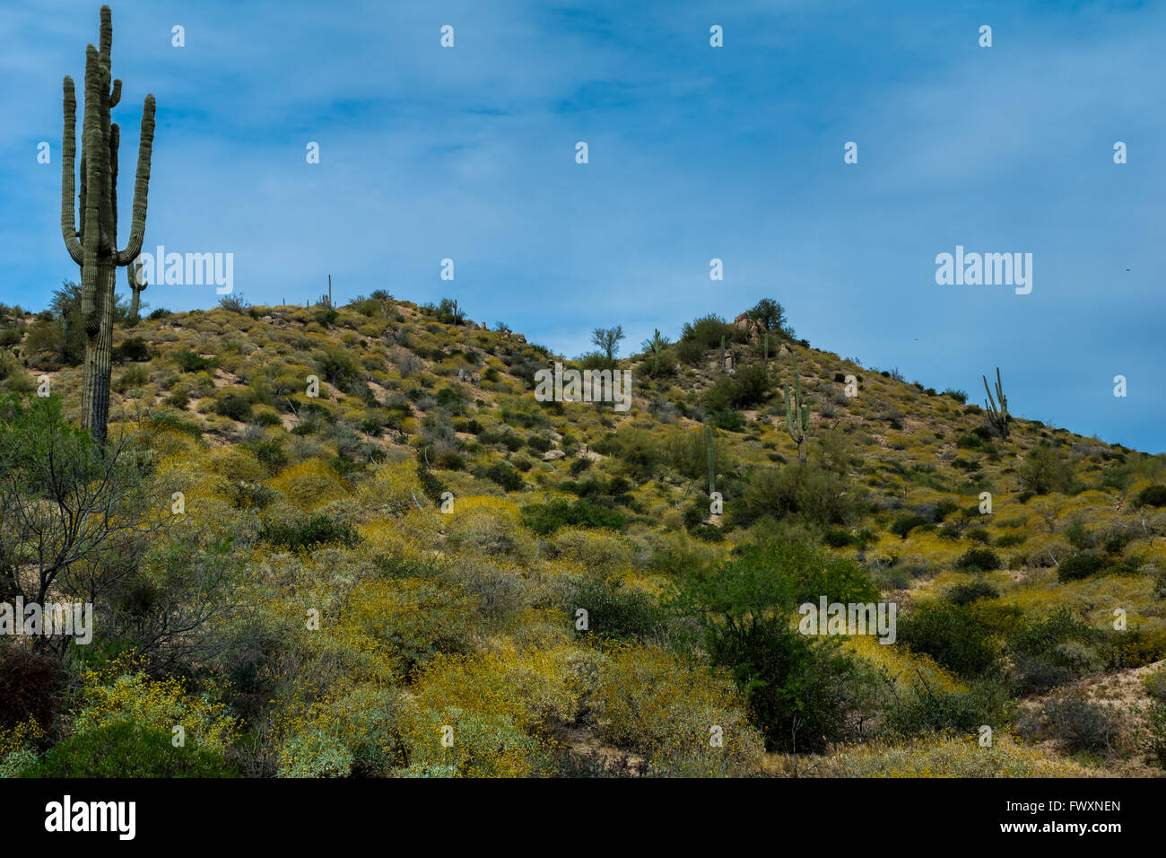 Hidden Treasures in the Arizona Desert Stock Photo - Alamy