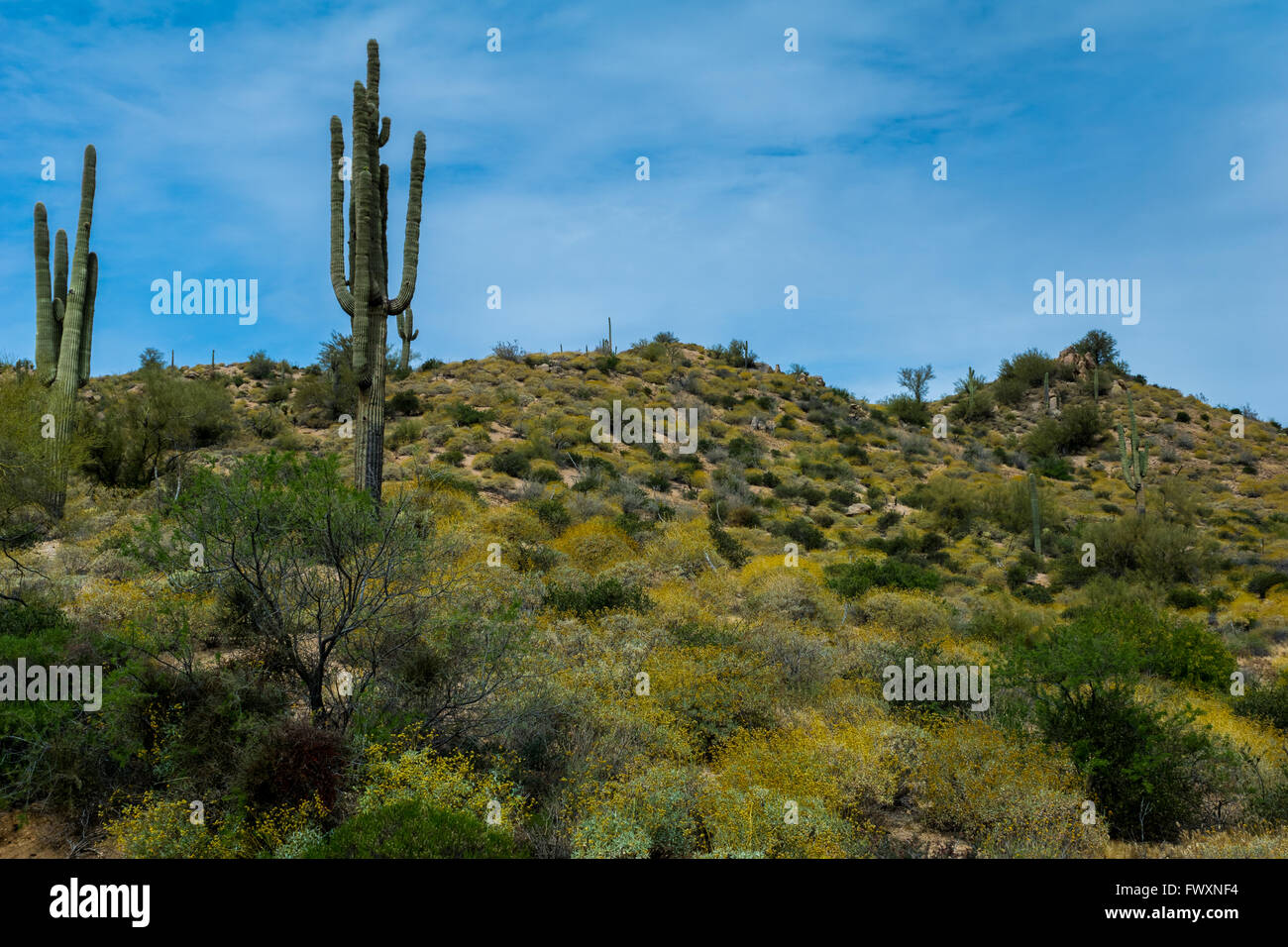 Hidden Treasures in the Arizona Desert Stock Photo - Alamy